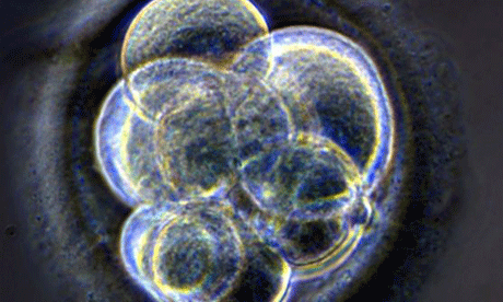 Scientists' plea to use new hybrid embryos | Science | The Guardian