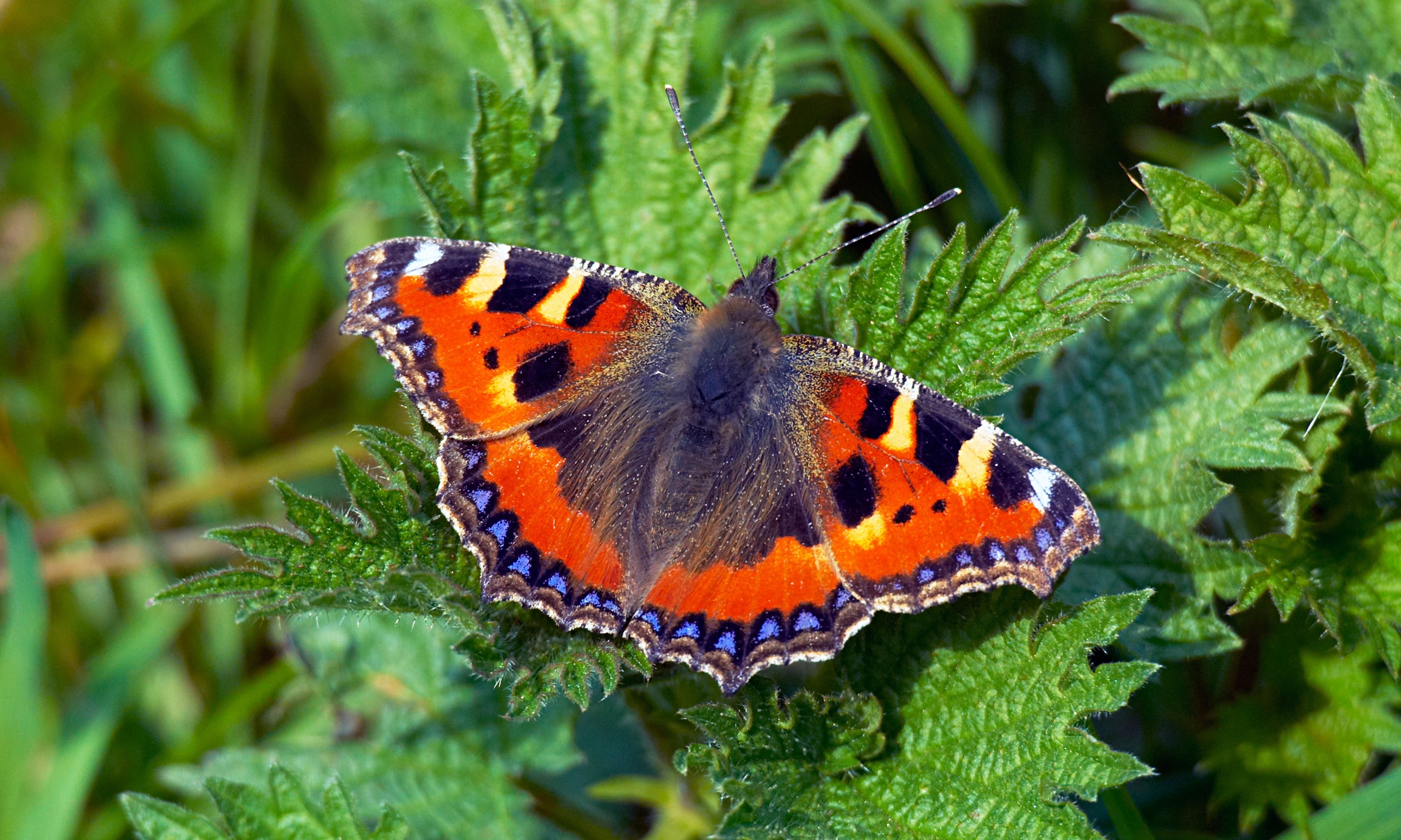 Butterflywatch High Hopes For The Small Tortoiseshell Environment The Guardian butterflywatch-high-hopes-for-the-small-tortoiseshell-environment-the-guardian