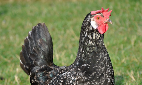 Ancona Chicken Breeders Australia