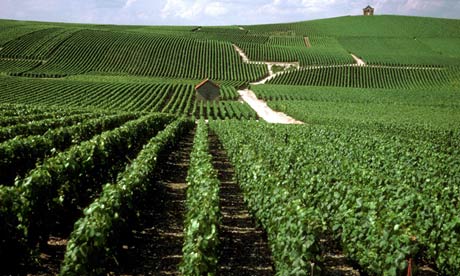 Champagne wine route: top 10 guide | Travel | theguardian.com