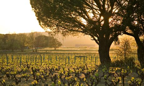 Provence wine route: top 10 guide | Travel | theguardian.com